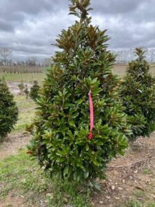 Magnolia, Alta – Coosa Tree